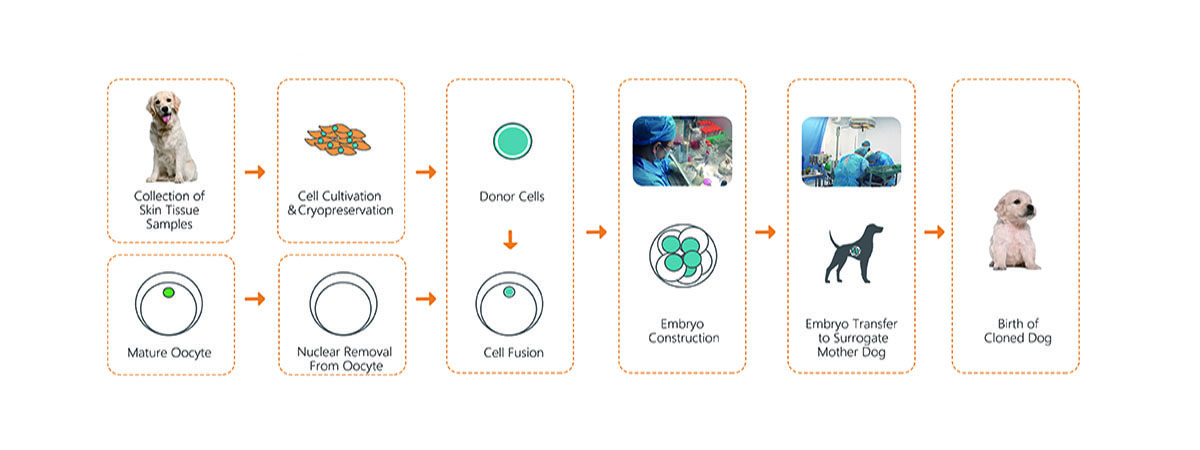 Dog Cloning Service, Clone Your Beloved Pet Dog | Sinogene